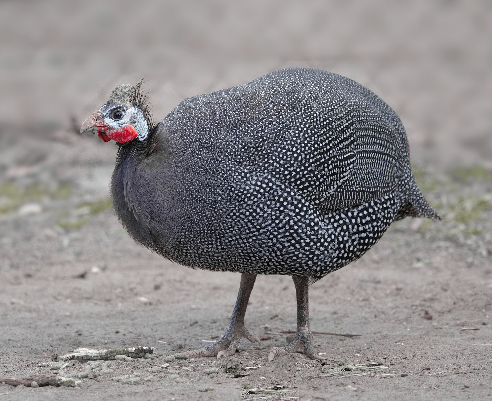 Misirka, prirodin alarmni sistem - Bolja Zemlja